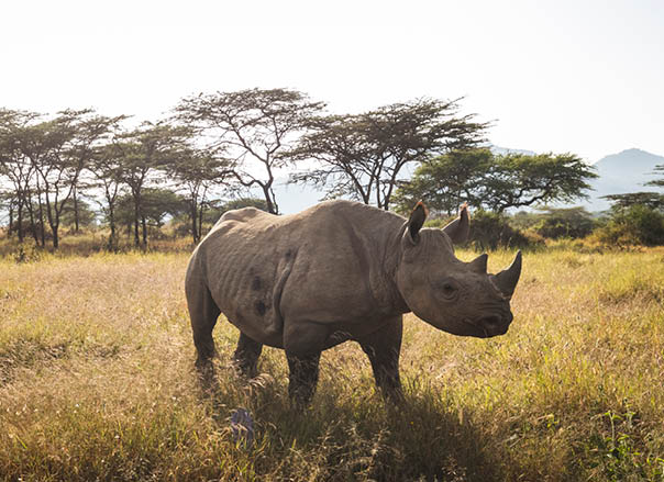 Planned Giving - Save The Rhino International Inc