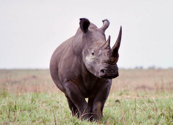 Populations - Save The Rhino International Inc
