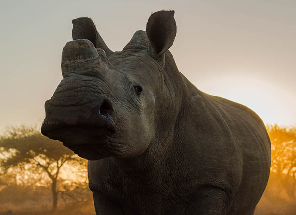 Political conflict - Save The Rhino International Inc